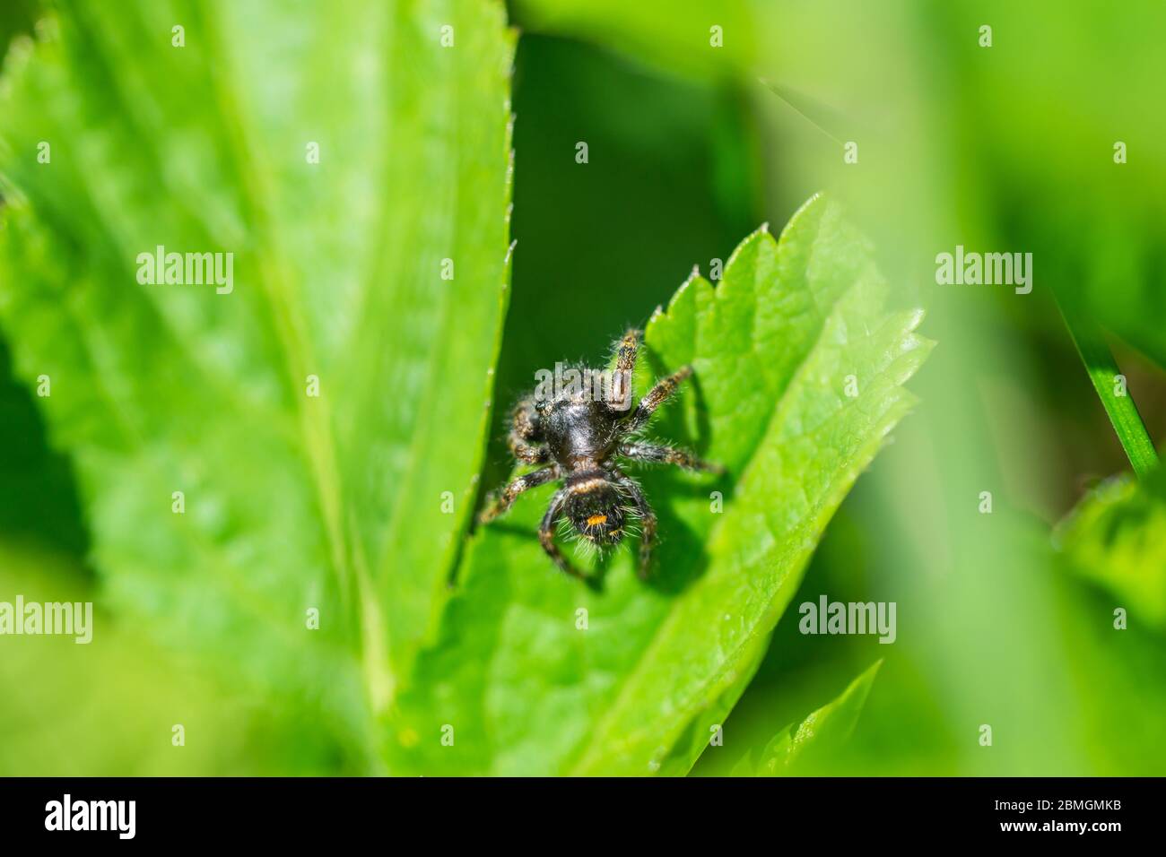 Bold Jumping Spider in Springtime Stock Photo - Alamy