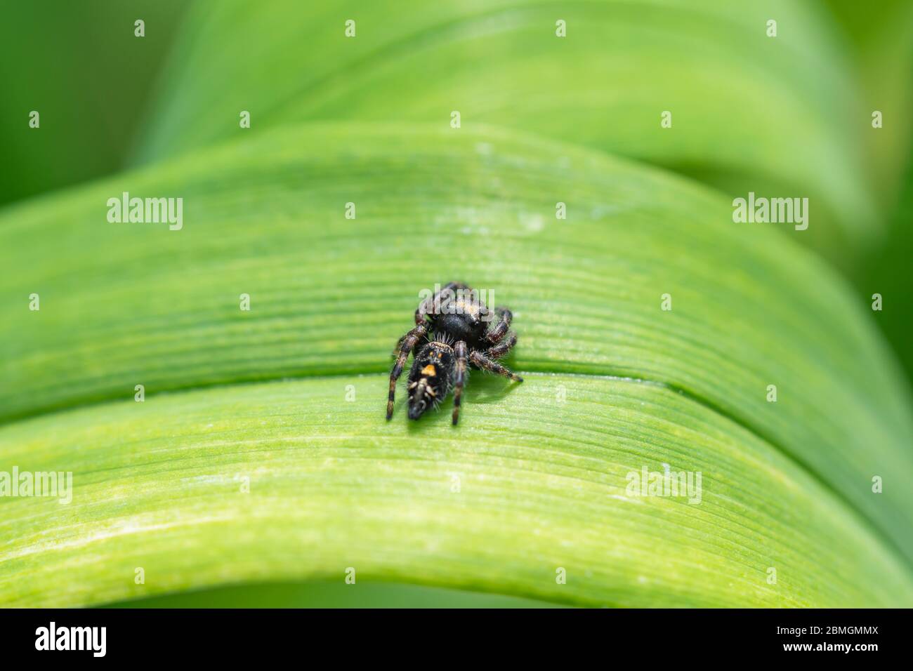 Spiders of michigan hi-res stock photography and images - Alamy