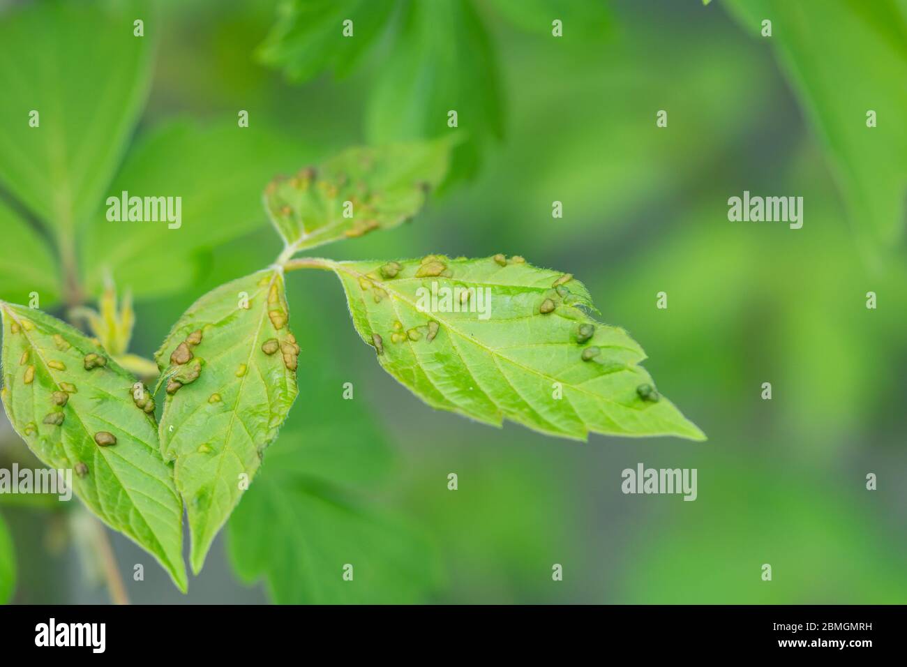 Box elder leaf hi-res stock photography and images - Alamy