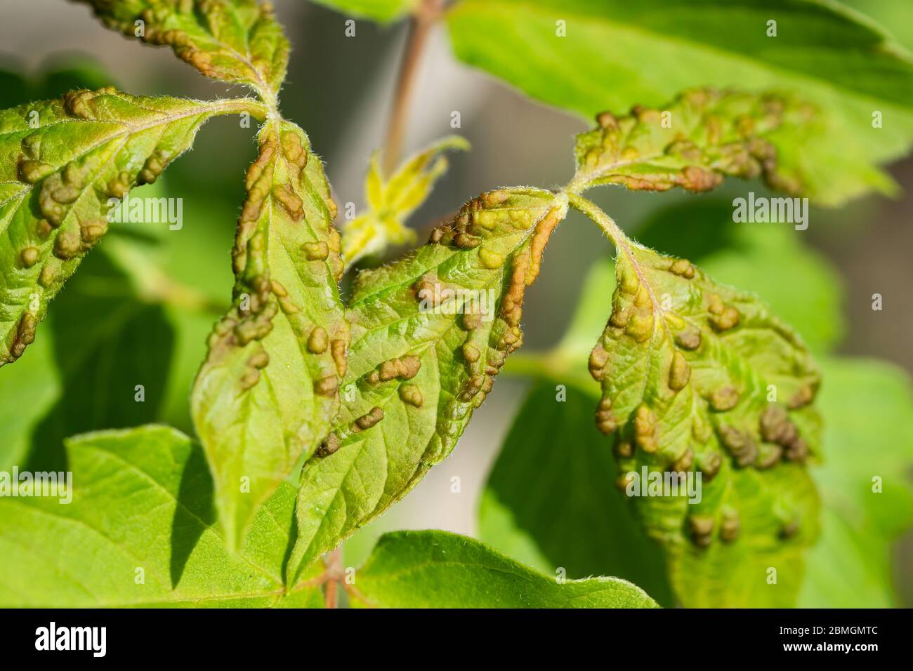 Box Elder Pouch Galls in Springtime Stock Photo - Alamy