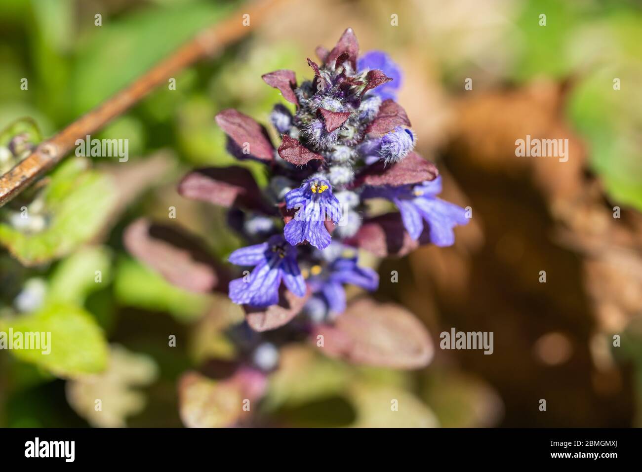 Bugle Flowers High Resolution Stock Photography and Images - Alamy