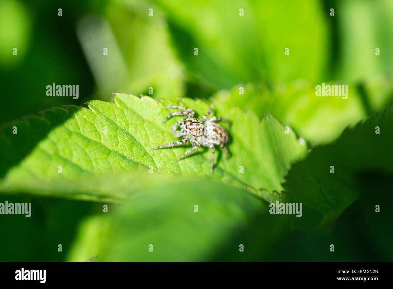Spiders of michigan hi-res stock photography and images - Alamy