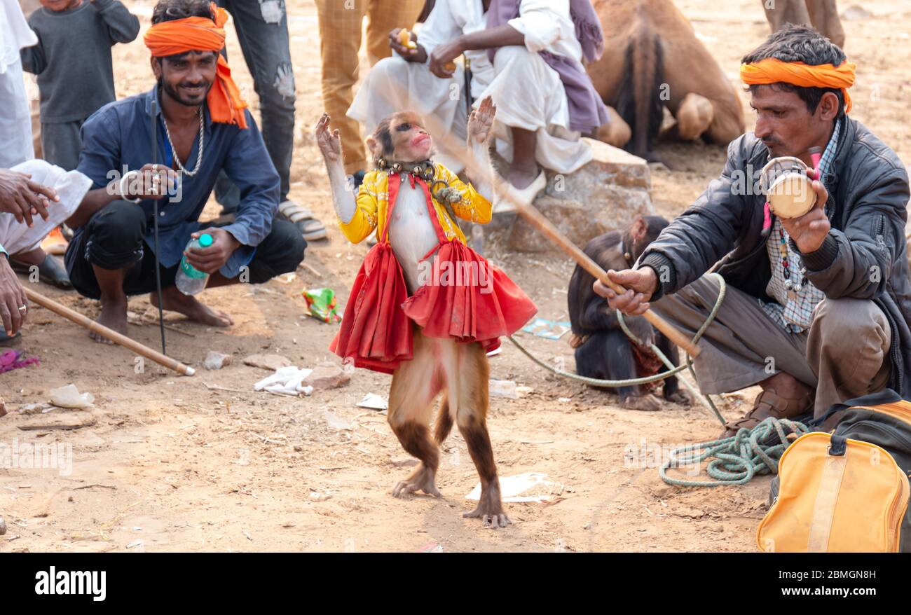 Indian man attracting tourists for monkey dance show at pushkar fair ...