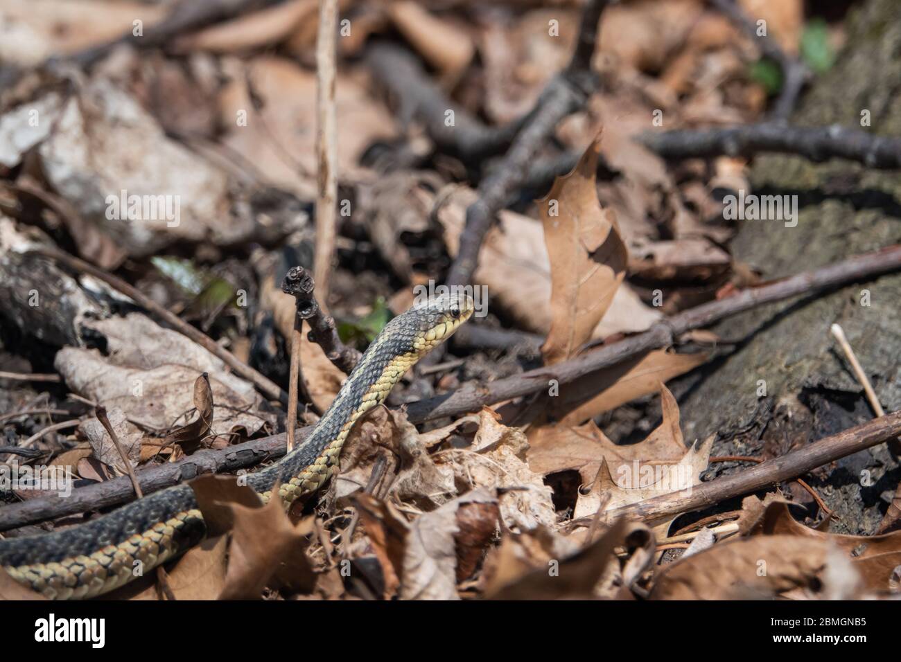 Natricine snakes hi-res stock photography and images - Alamy