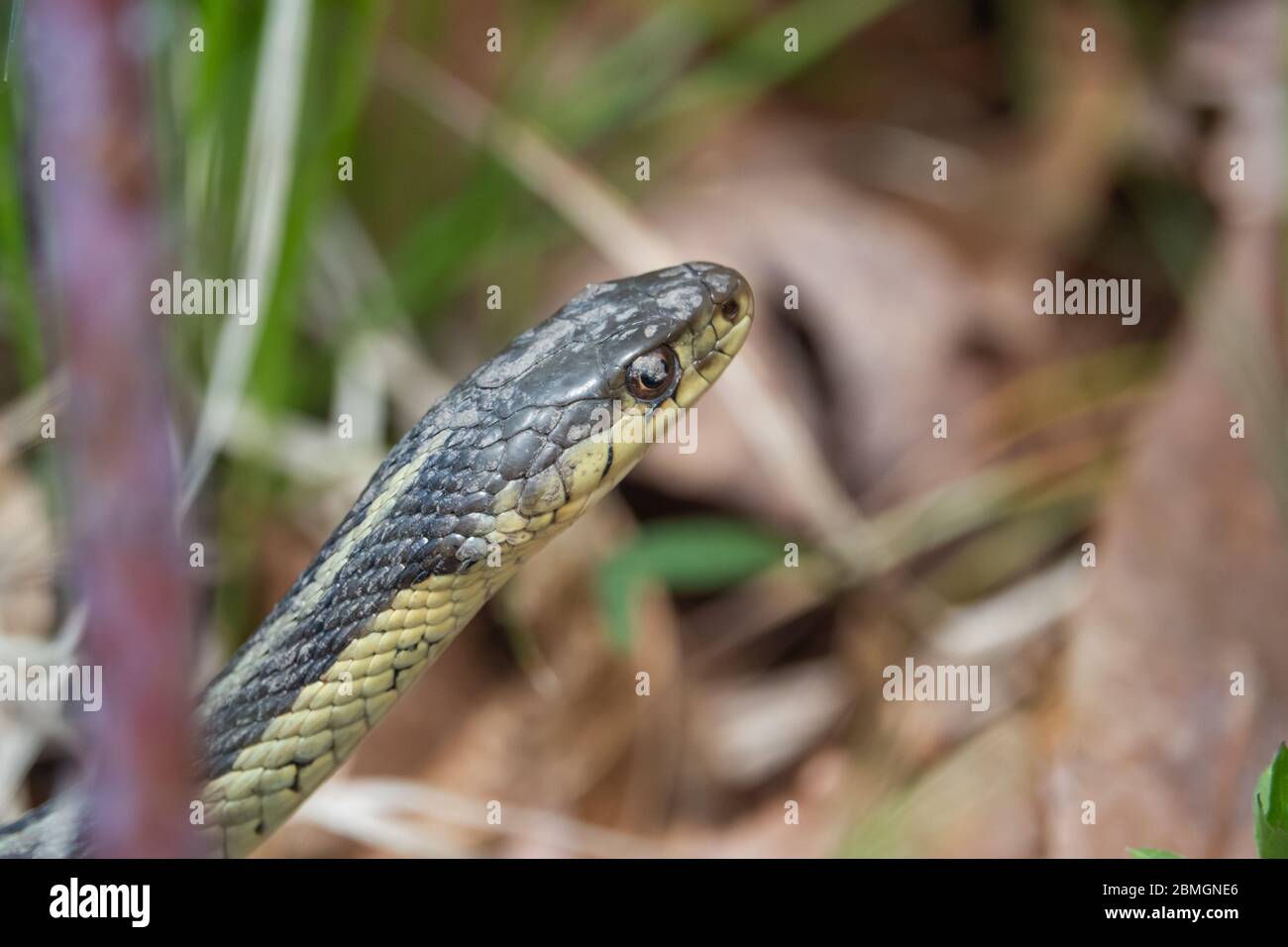 Eastern Garter Snake in Springtime Stock Photo - Alamy