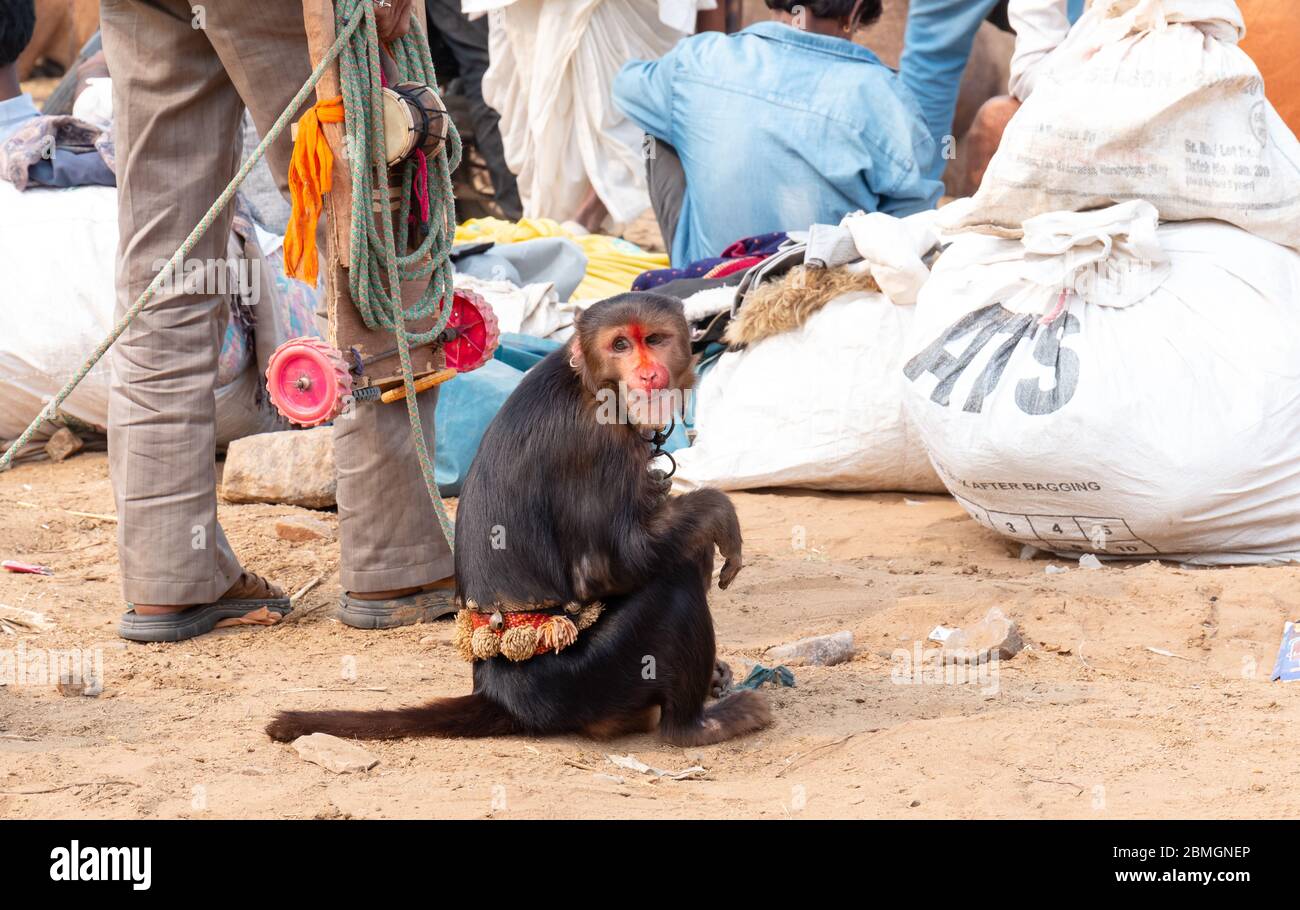 Indian man attracting tourists for monkey dance show at pushkar fair ...
