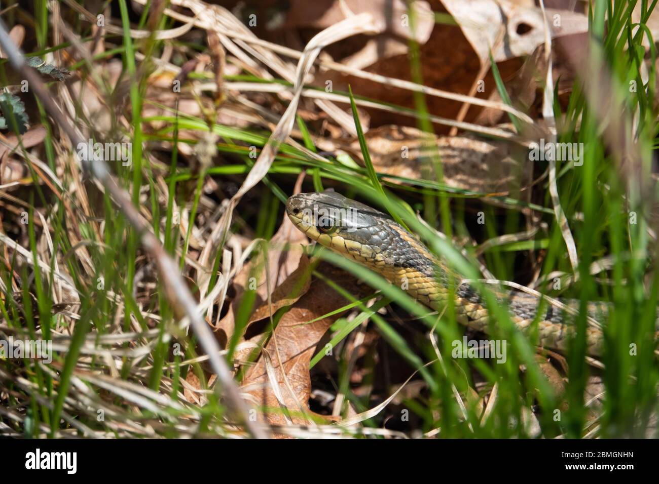 Eastern garter snakes hi-res stock photography and images - Alamy