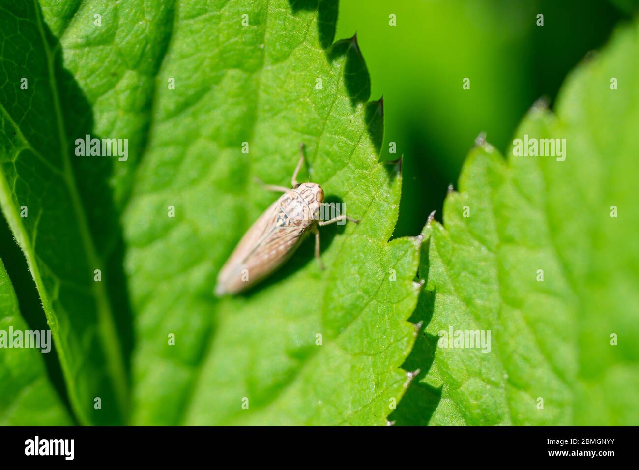 Brown leafhopper hi-res stock photography and images - Alamy