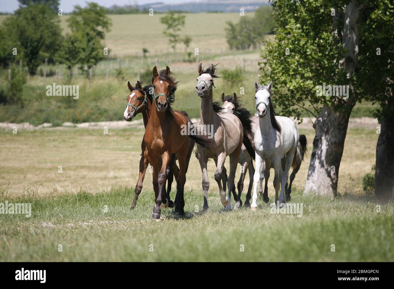 Domestic arabian horses of different colors running home to the stable ...