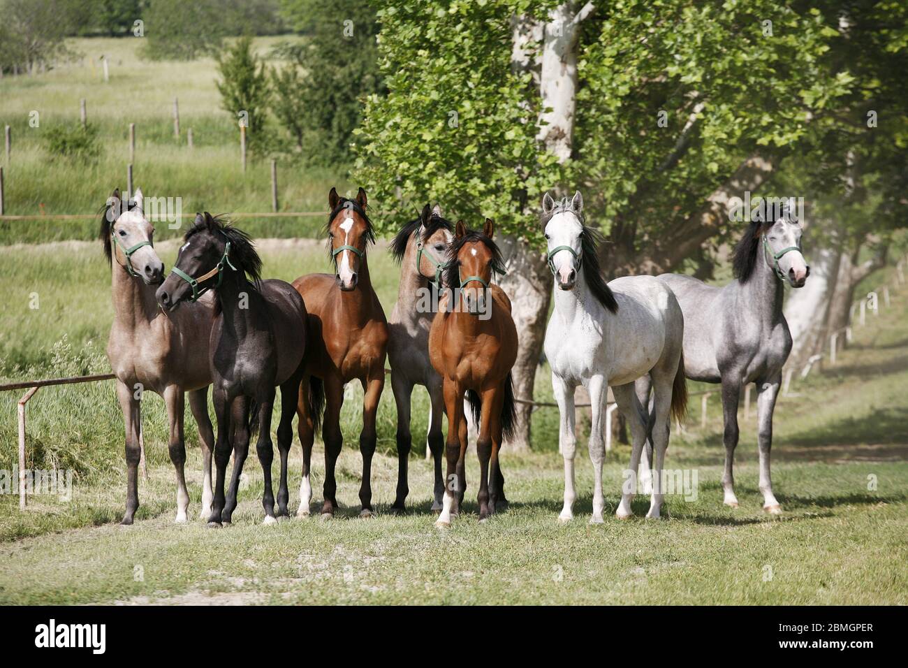 Domestic arabian horses of different colors running home to the stable ...