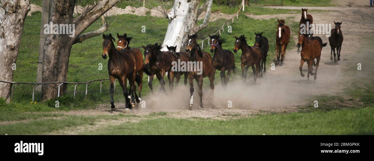 Domestic arabian horses of different colors running home to the stable ...