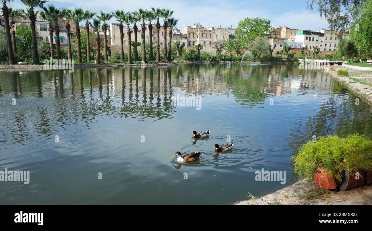Duck palm hi-res stock photography and images - Alamy