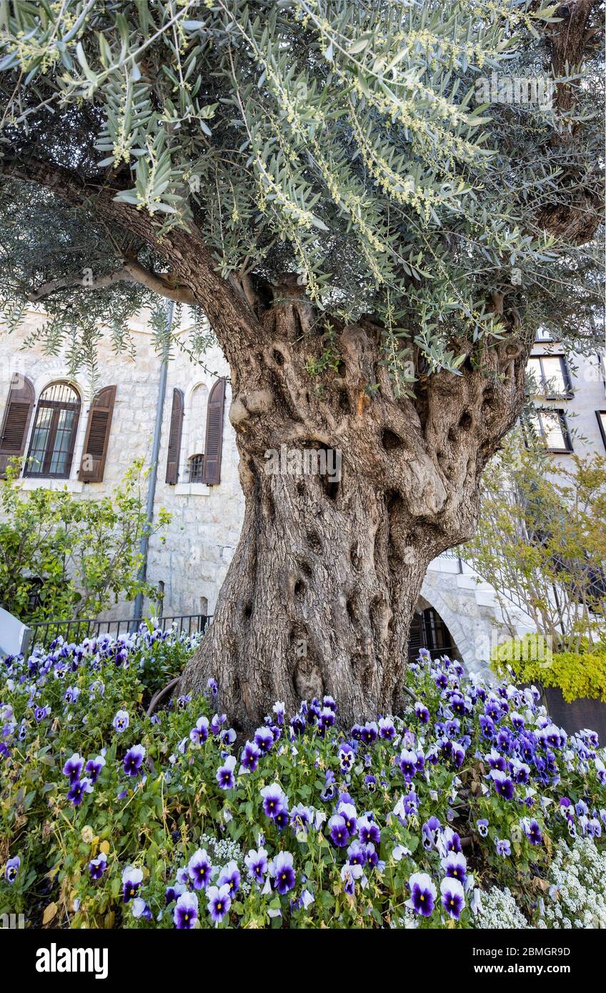 An ancient olive tree which grows on a street in Jerusalem, Israel ...