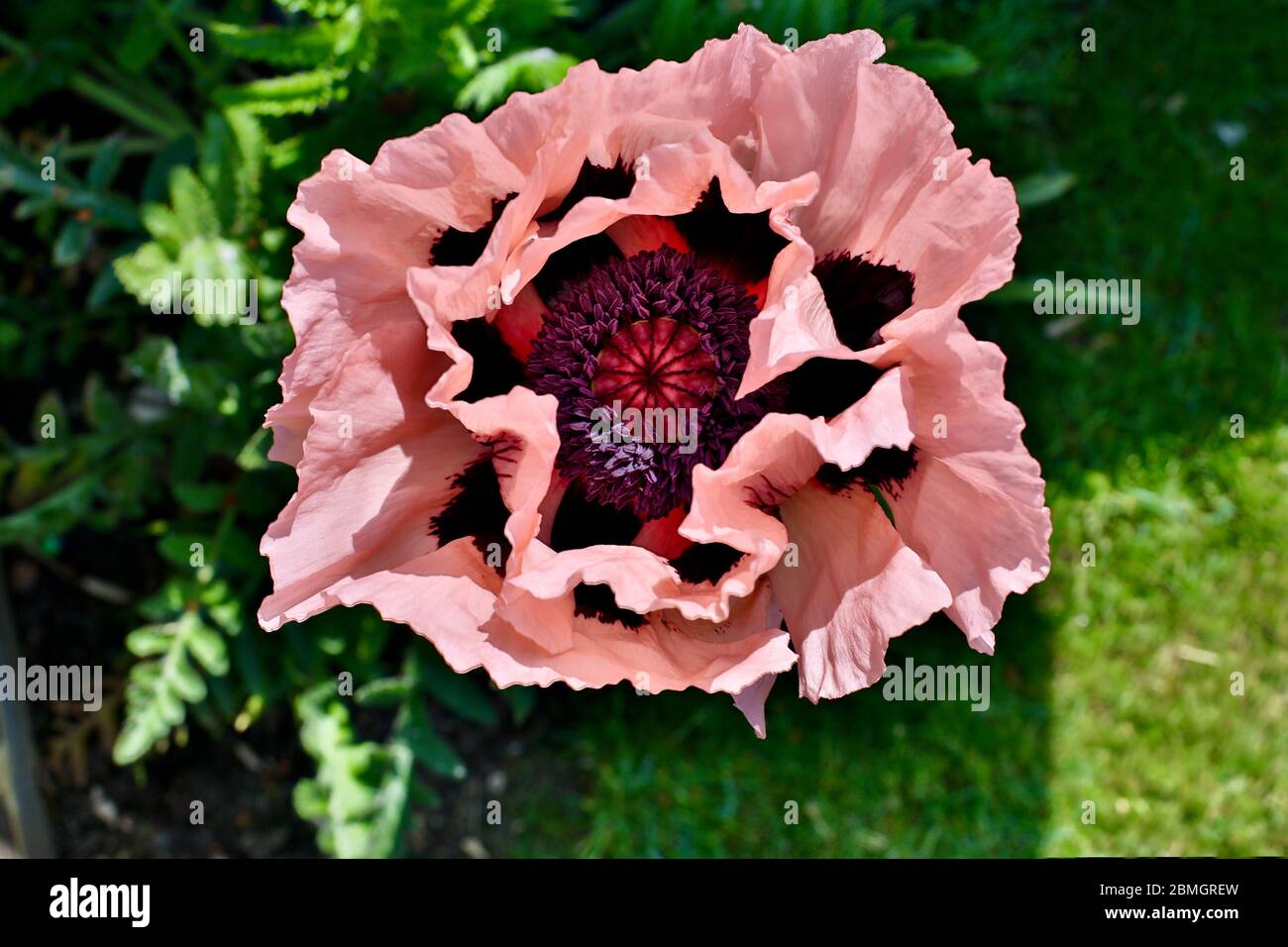 Giant pink hi-res stock photography and images - Alamy