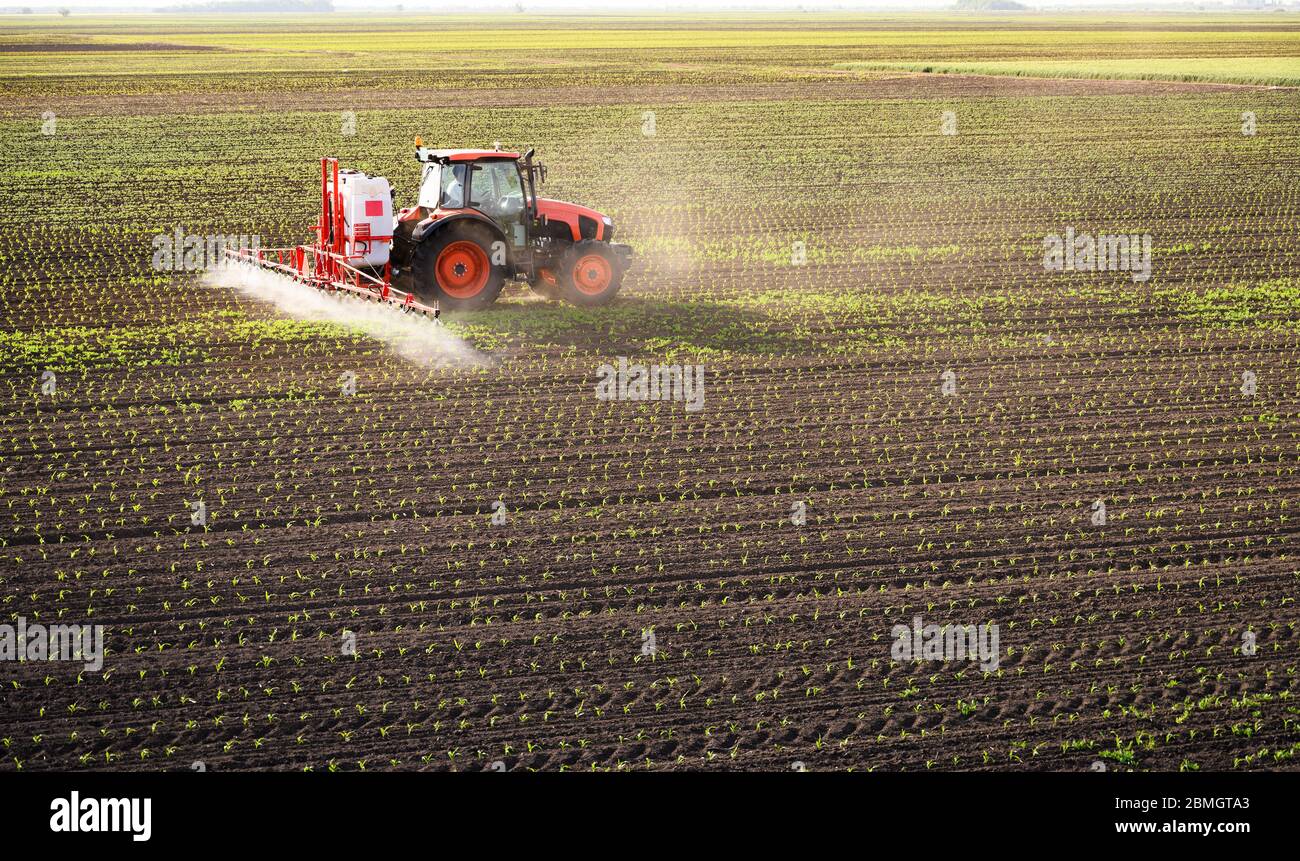 Tractor spraying pesticides on corn field with sprayer at spring Stock ...