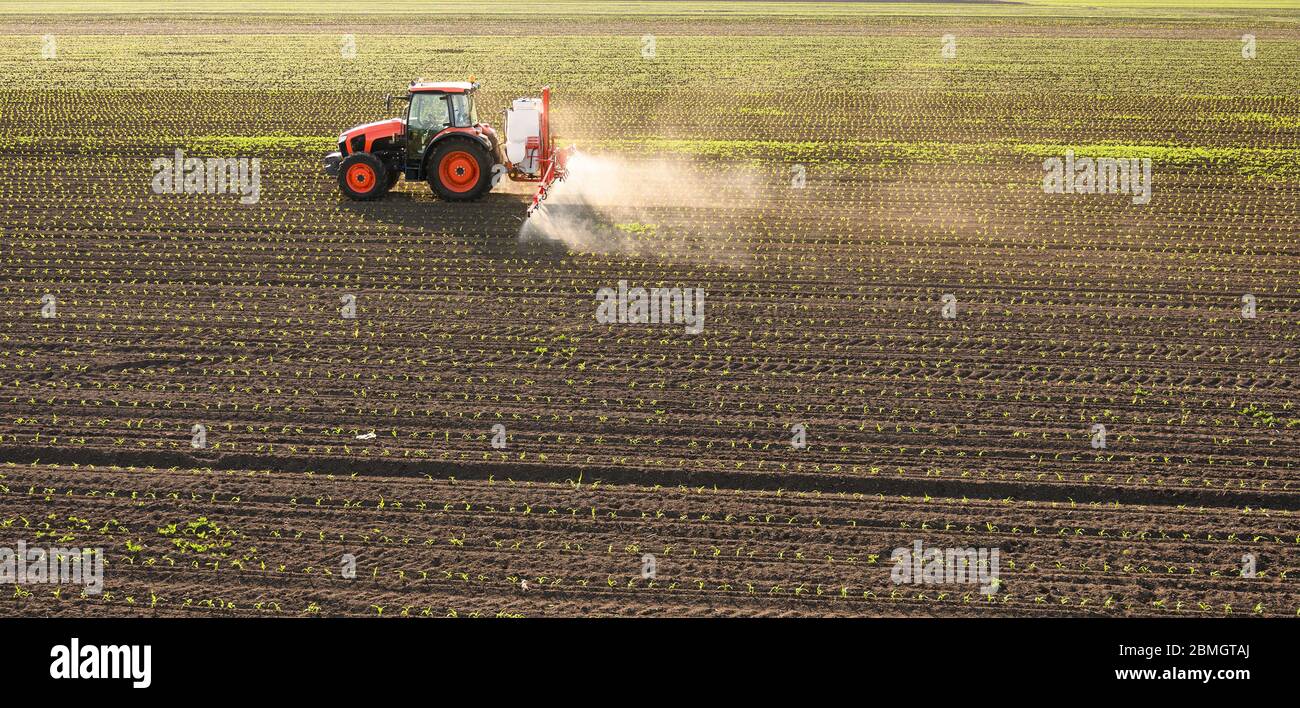 Tractor spraying pesticides on corn field with sprayer at spring Stock ...