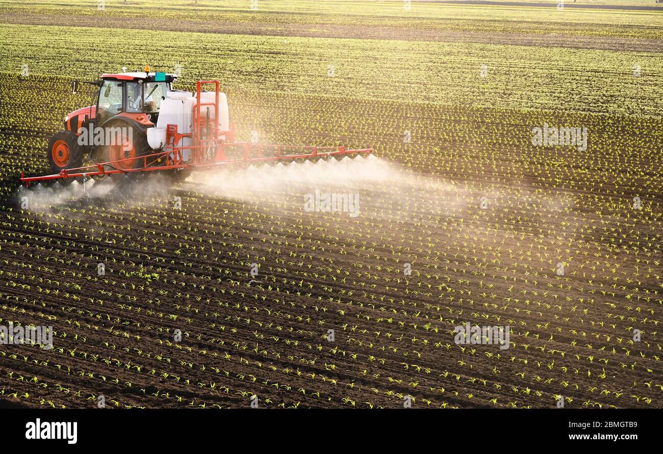 Tractor spraying pesticides on corn field with sprayer at spring Stock ...