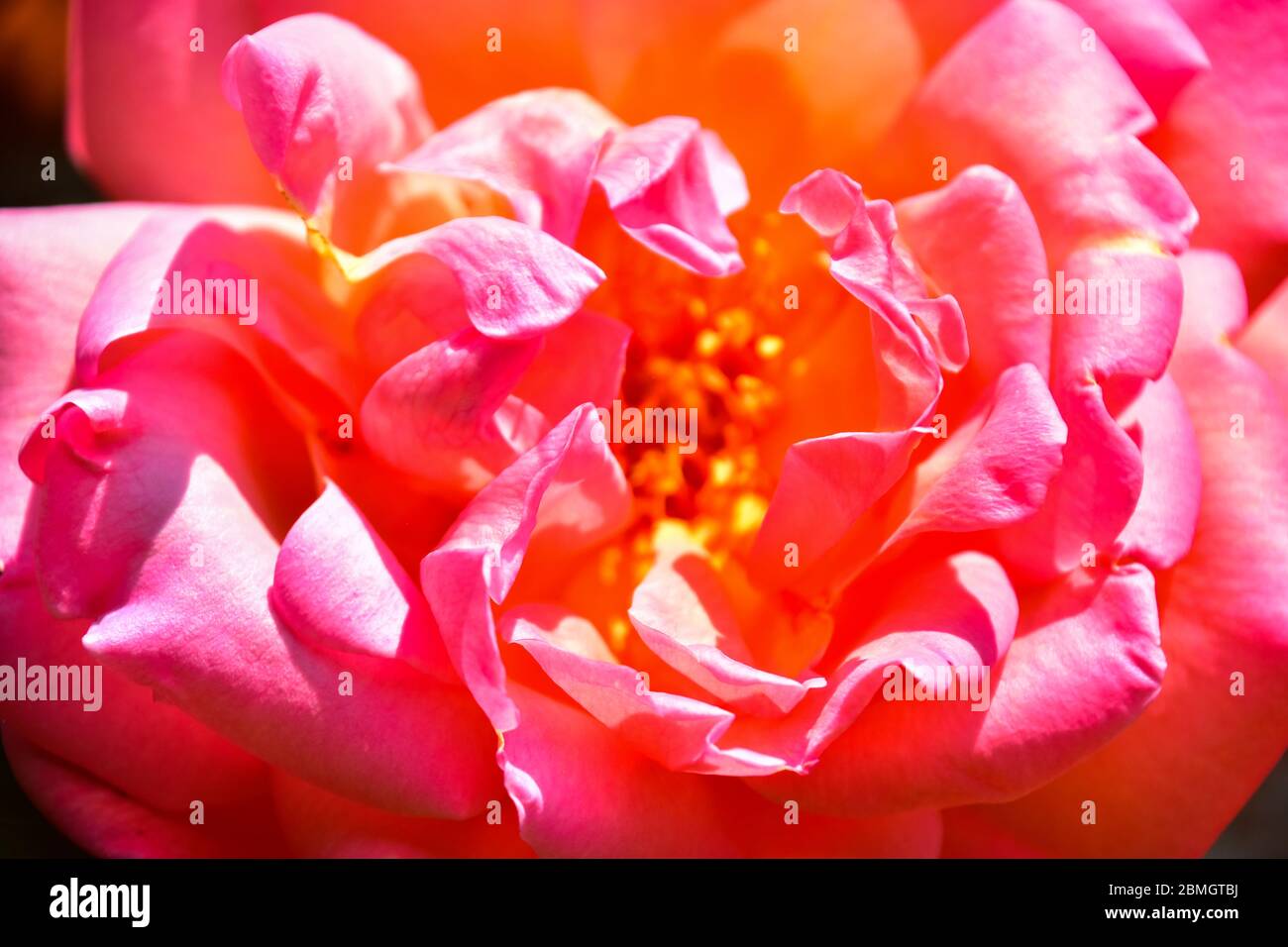 Rose, Rosa Madame Edouard Herriot, The Daily Mail Rose Stock Photo - Alamy