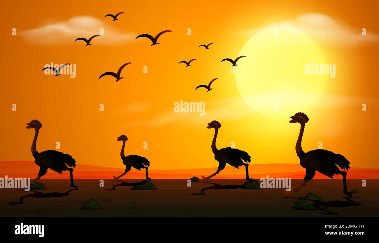 Silhouette scene with ostrich running at sunset illustration Stock ...