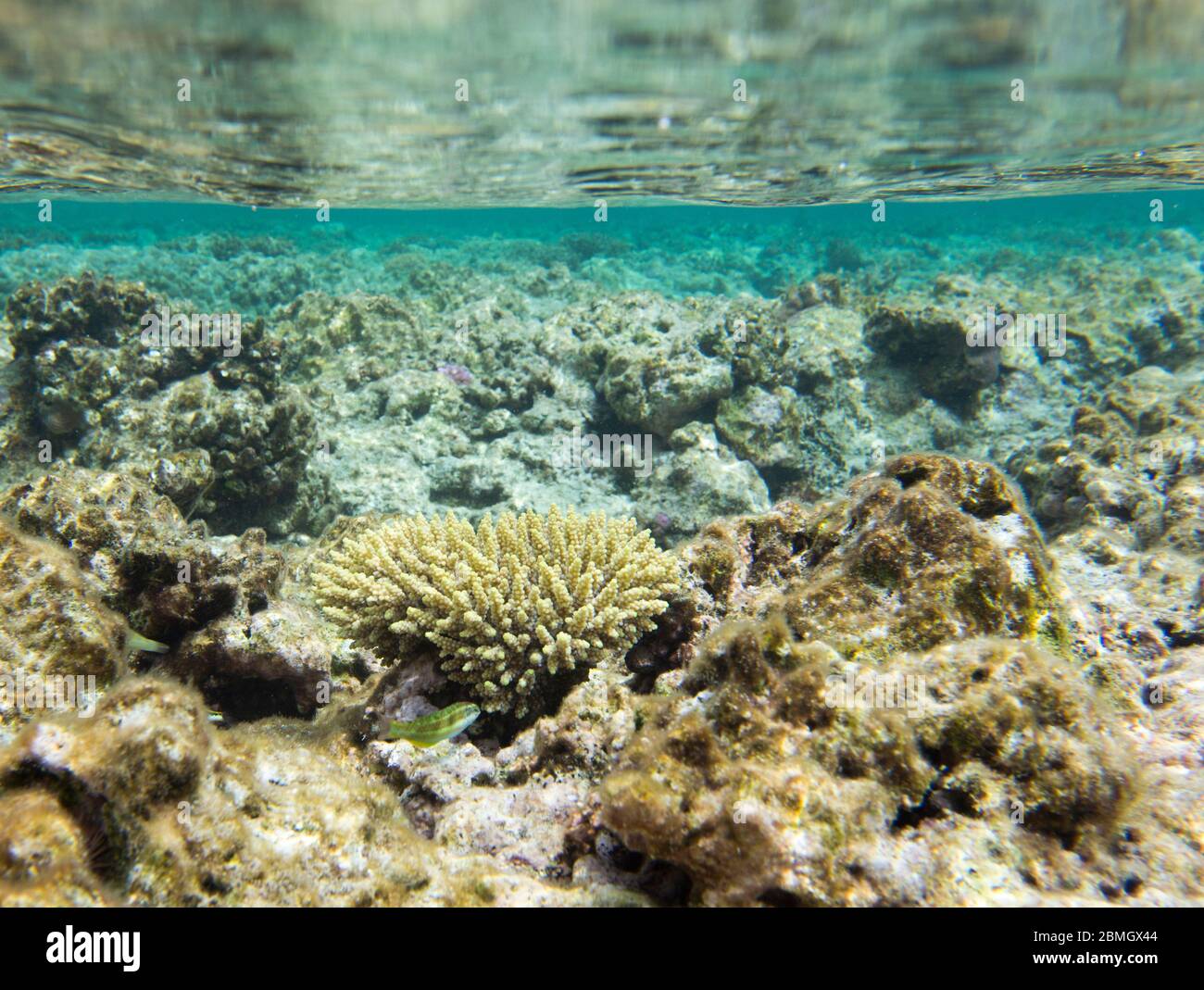 A marine life view with corals in New Caledonia Stock Photo - Alamy