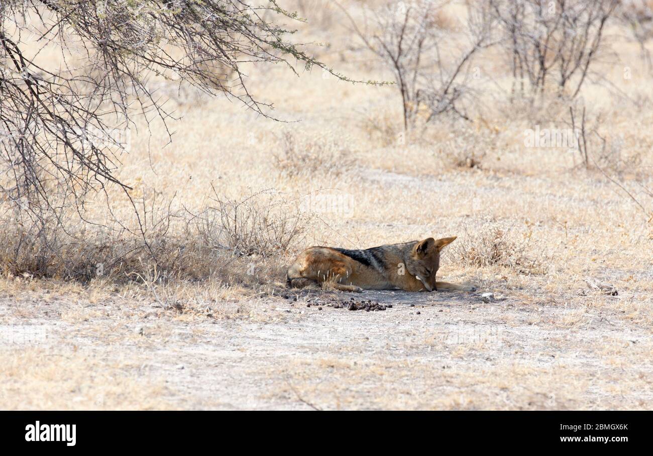 Photo of a resting jackal in Namibia Stock Photo - Alamy