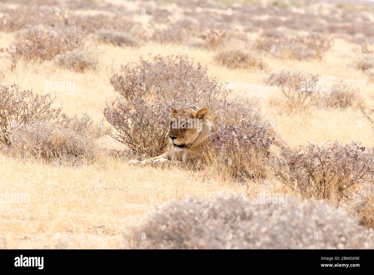 Female lion with tracking collar hi-res stock photography and images ...