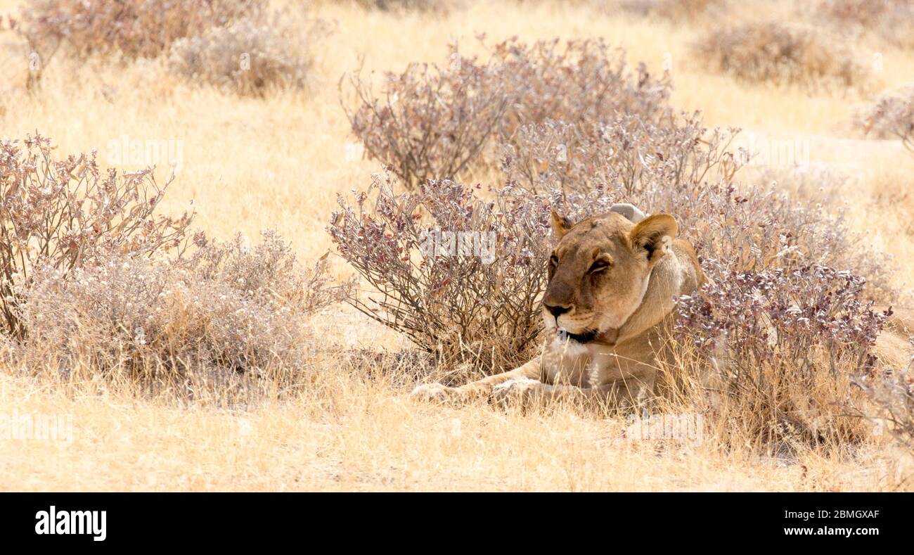 Female lion with tracking collar hi-res stock photography and images ...