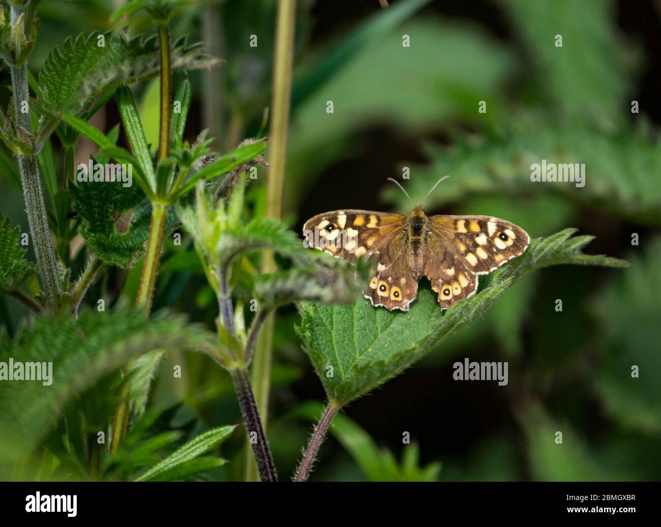 Nettles butterfly hi-res stock photography and images - Alamy