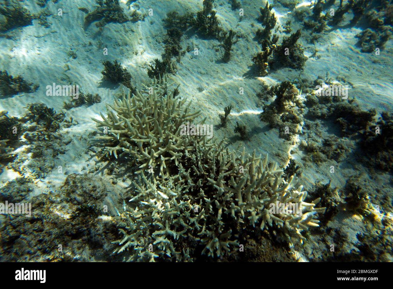 A marine life view with corals in New Caledonia Stock Photo - Alamy