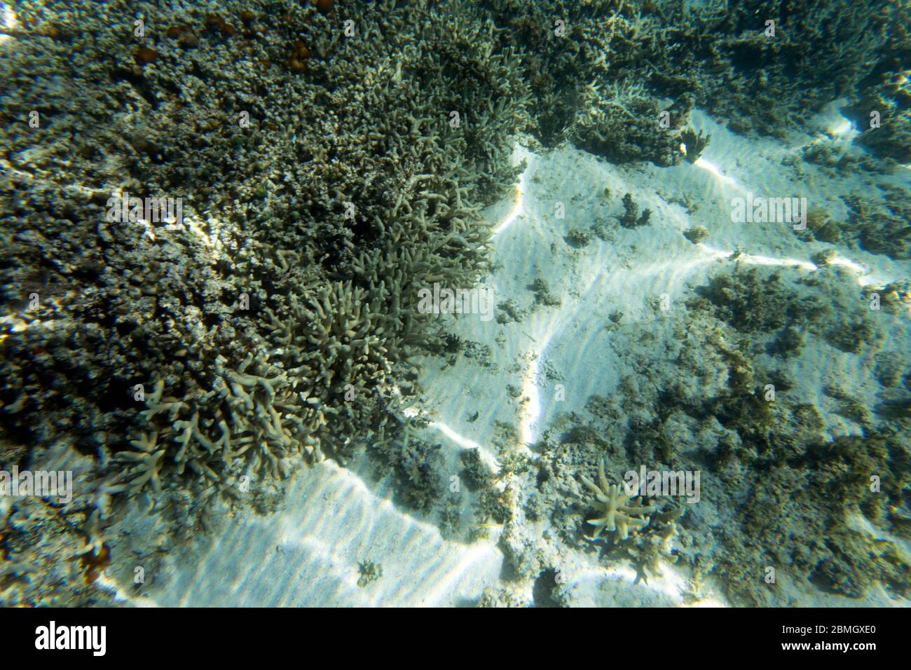 A marine life view with corals in New Caledonia Stock Photo - Alamy