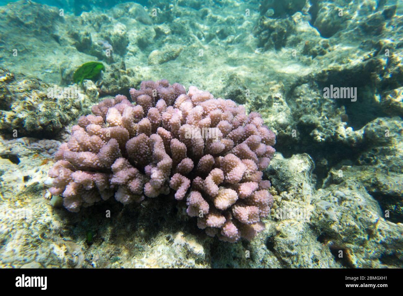 A marine life view with corals in New Caledonia Stock Photo - Alamy