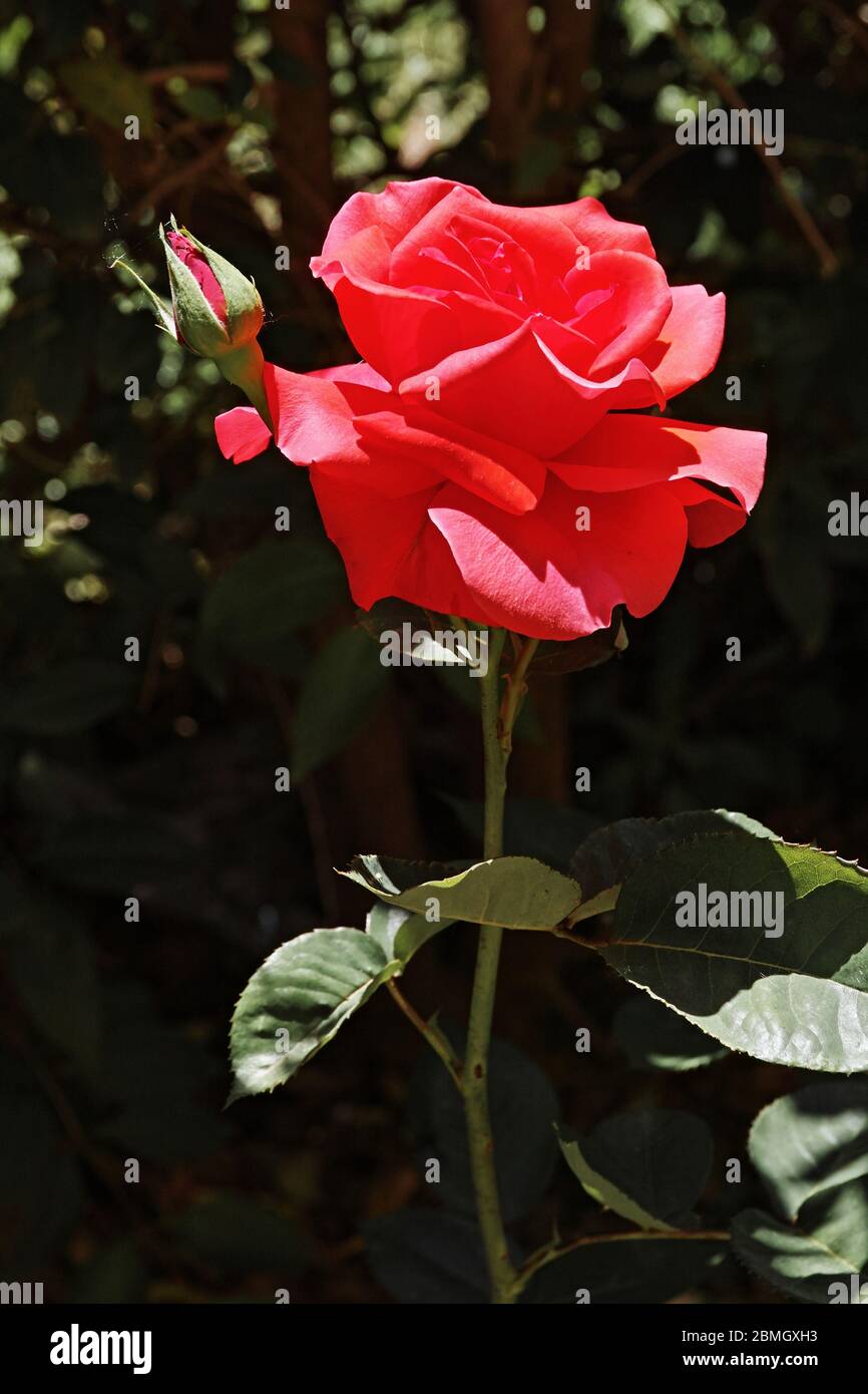 Beginning of flowering hi-res stock photography and images - Alamy