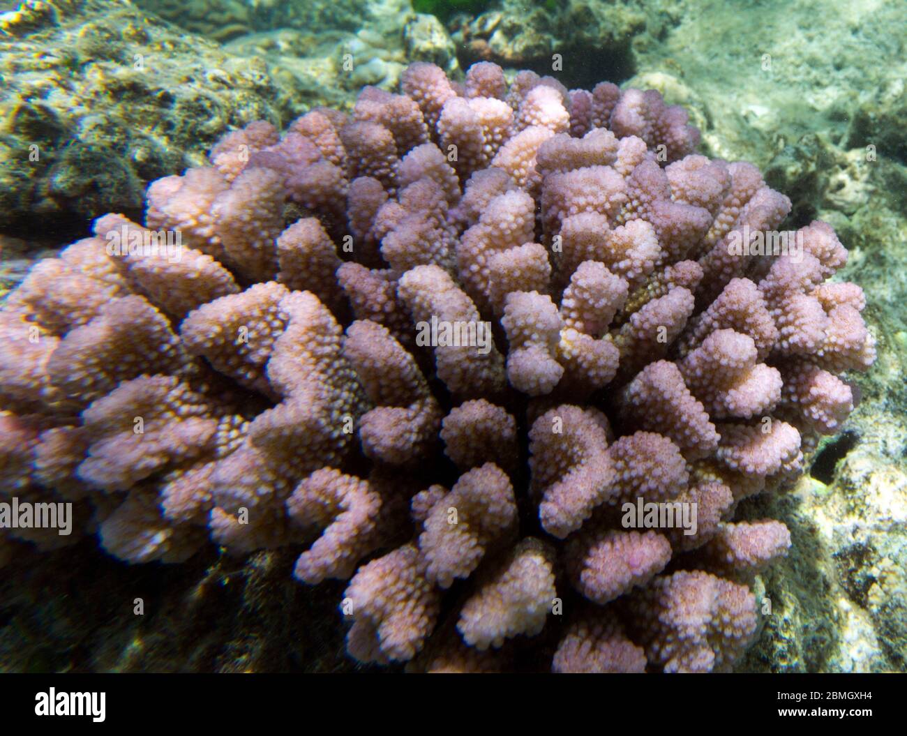 A marine life view with corals in New Caledonia Stock Photo - Alamy