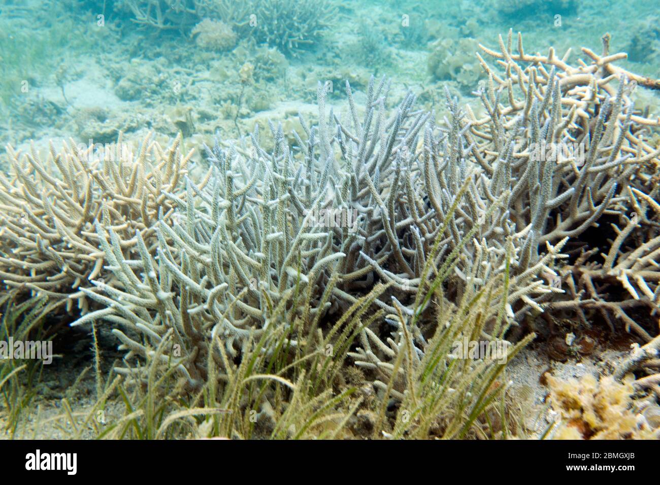 A marine life view with corals in New Caledonia Stock Photo - Alamy
