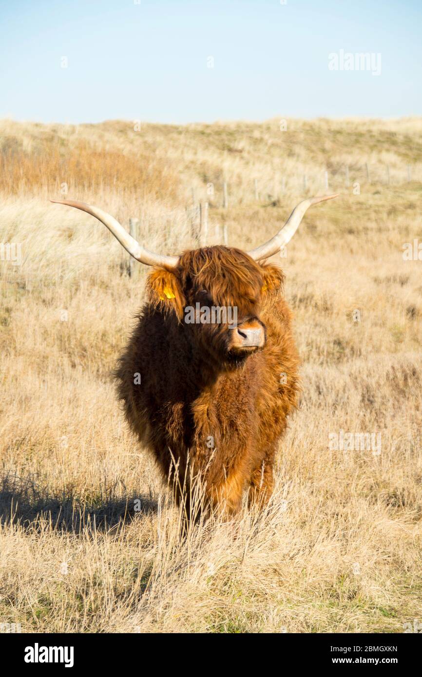 a Scottish highland cattle on his pasture. The focus is on the cow with ...