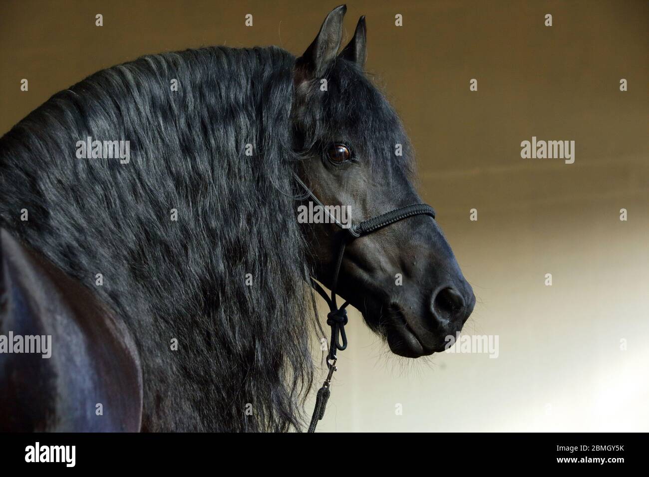 Black frisian horse in stable hi-res stock photography and images - Alamy