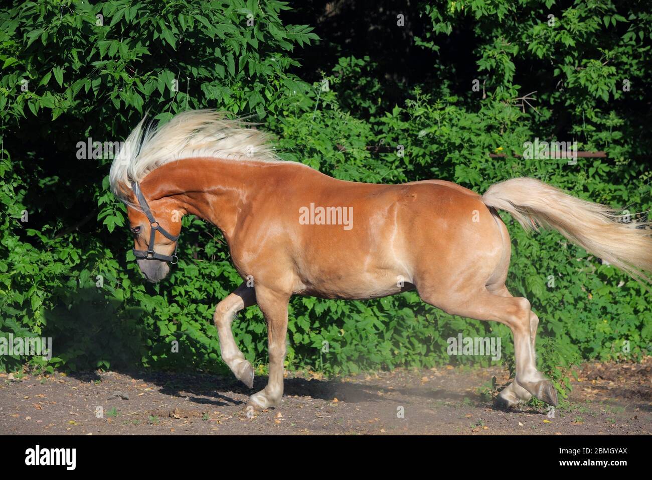 Haflinger stallion hi-res stock photography and images - Alamy