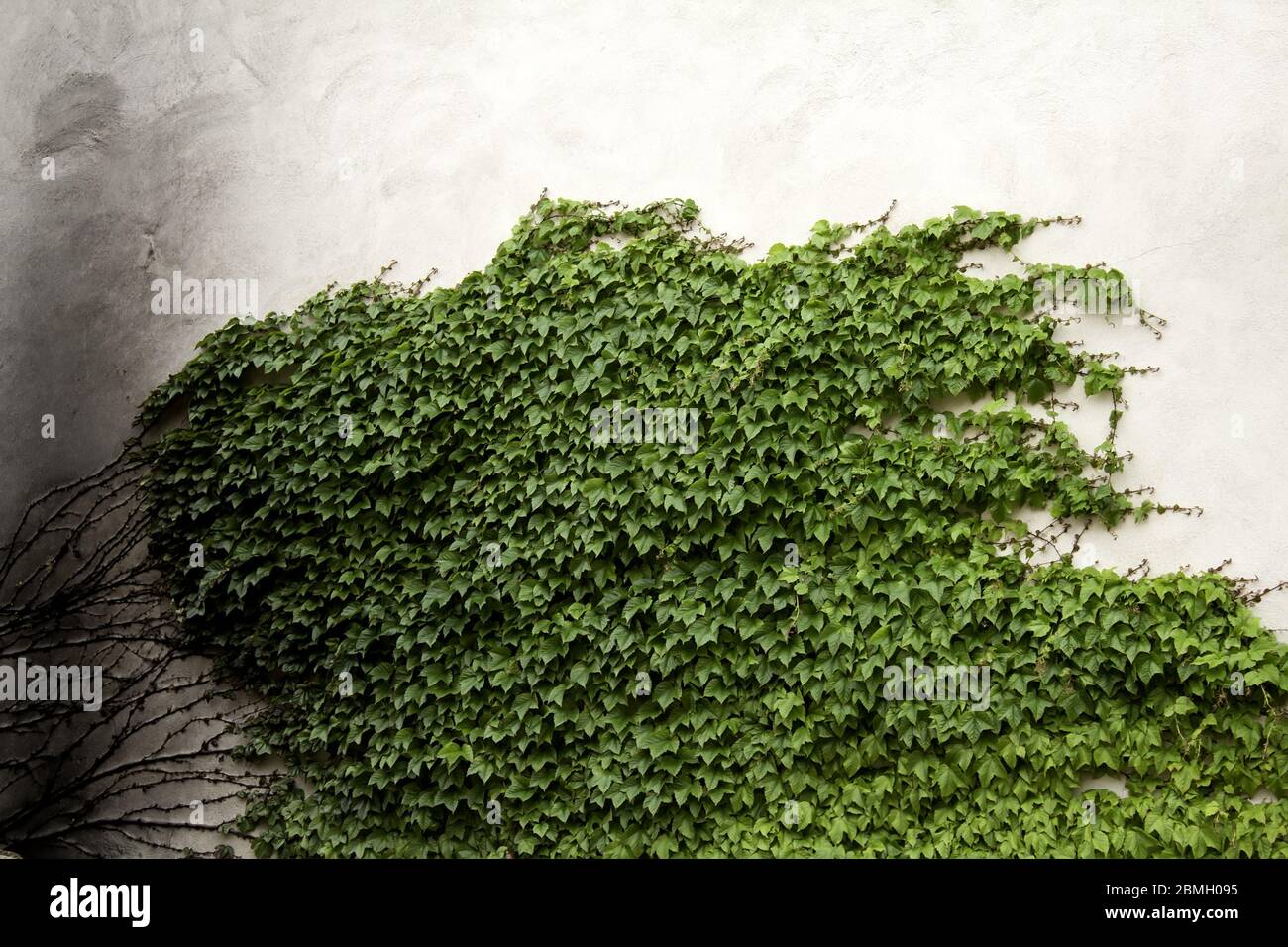 Ground ivy weed hi-res stock photography and images - Alamy