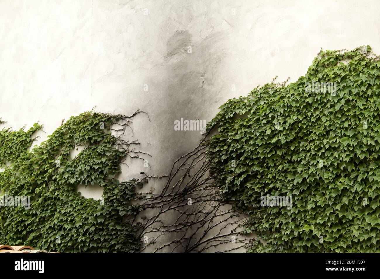 Ivy on walls hi-res stock photography and images - Alamy
