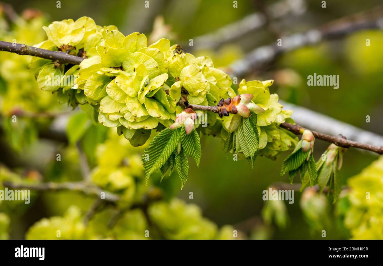 Spring growth on beech tree hi-res stock photography and images - Alamy