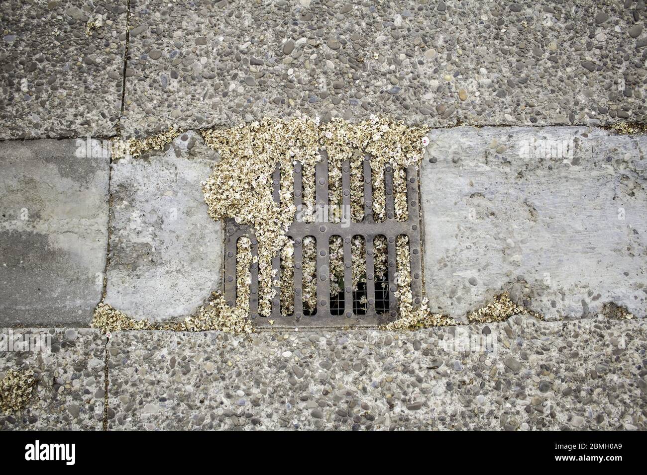 Flowers and dry pollen on ground, seasonal spring, nature Stock Photo ...