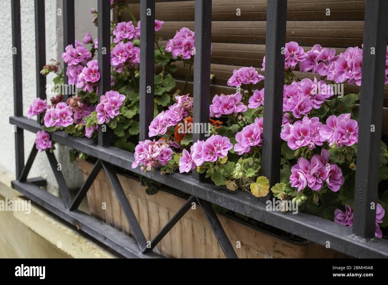 Flower pots in window, garden and botanical, decoration Stock Photo - Alamy