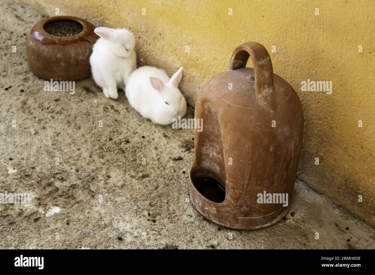 Angora rabbits in animal farm, rodents Stock Photo - Alamy