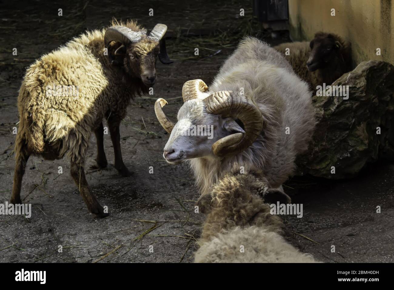Goat in rural farm, animals and nature, industry Stock Photo - Alamy