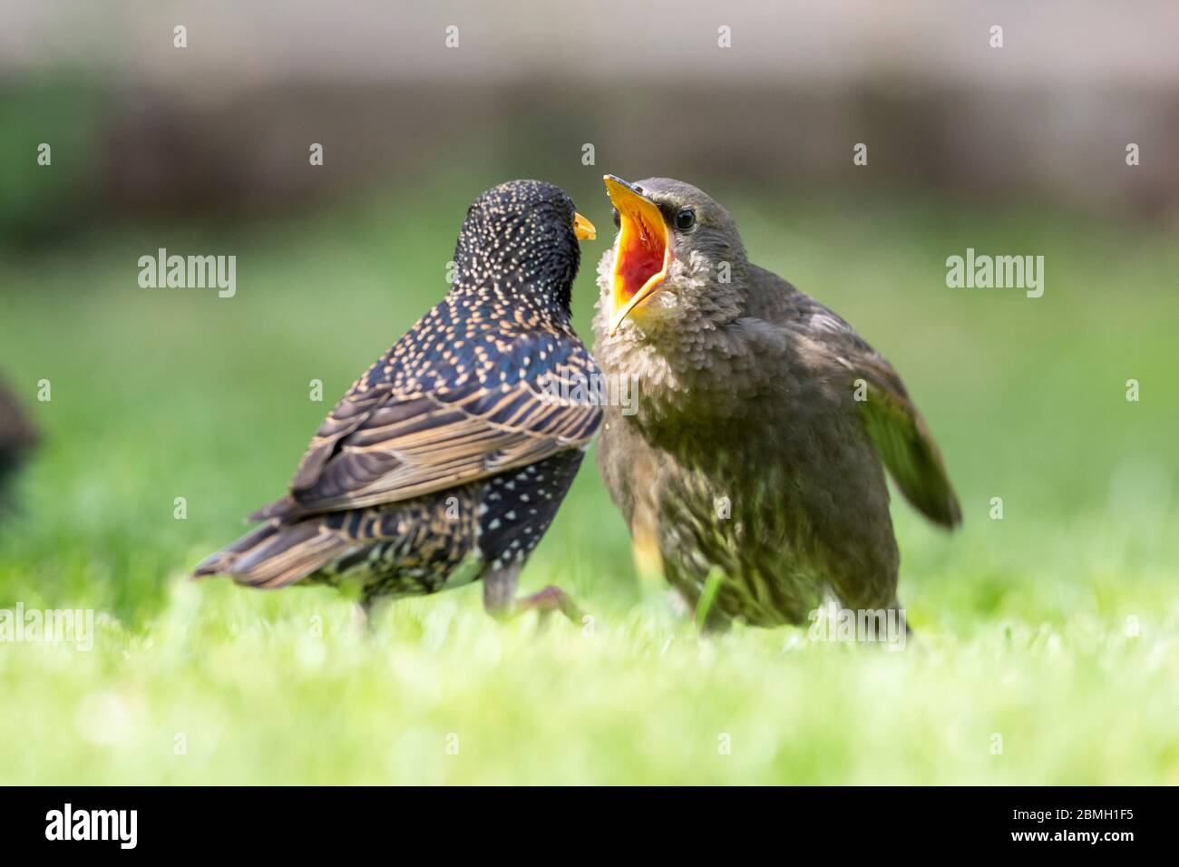 News animals starlings hi-res stock photography and images - Alamy
