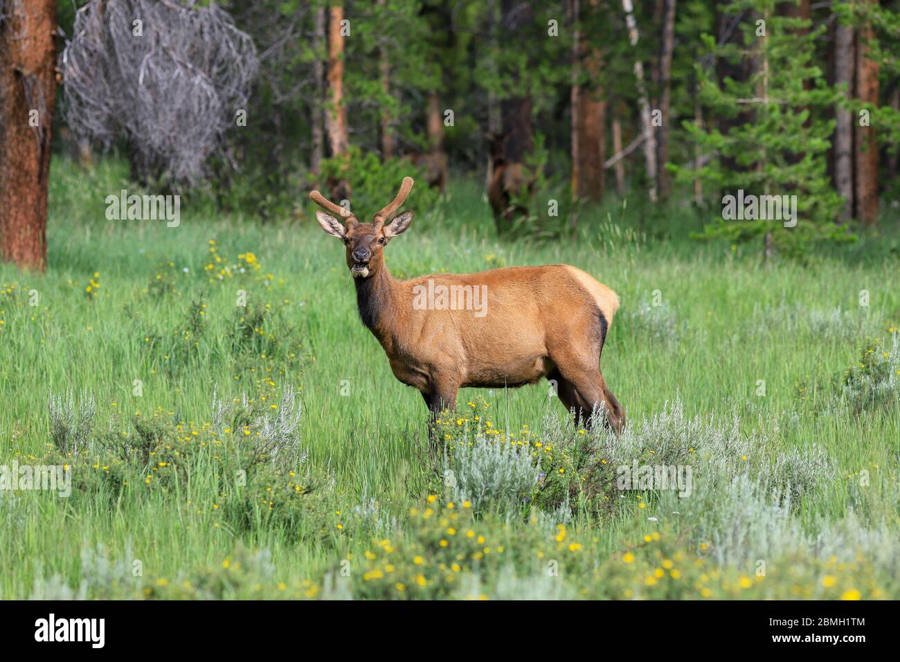 Yearling bull elk with two spikes of velvet antlers in a meadow during ...