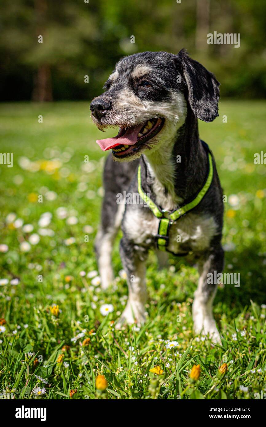 Havanese dog hi-res stock photography and images - Alamy