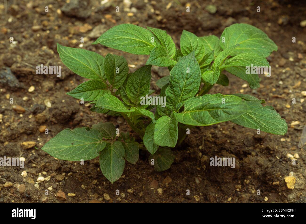 Potato plant roots hi-res stock photography and images - Alamy