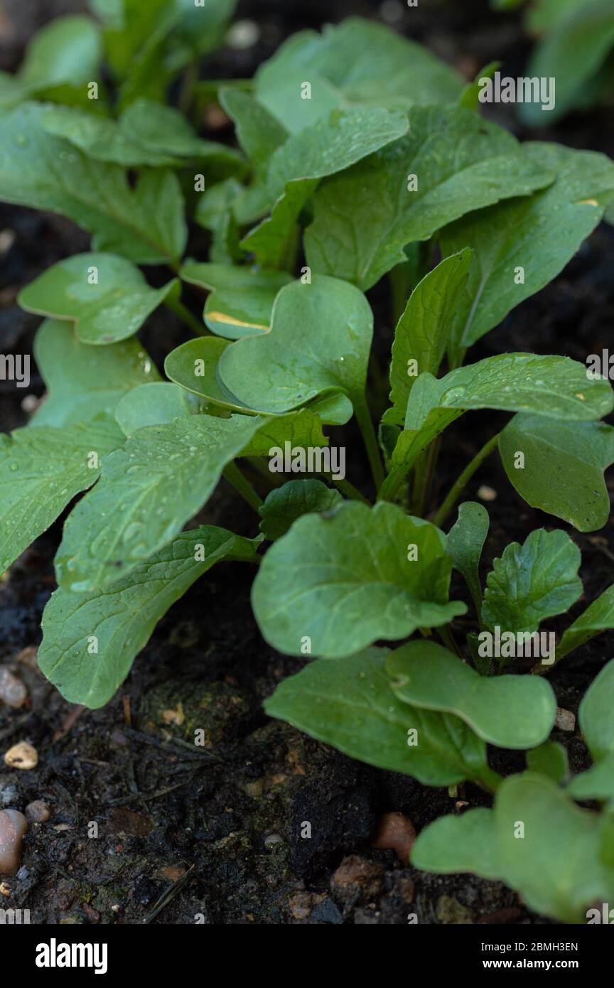 Radish seedling hi-res stock photography and images - Alamy