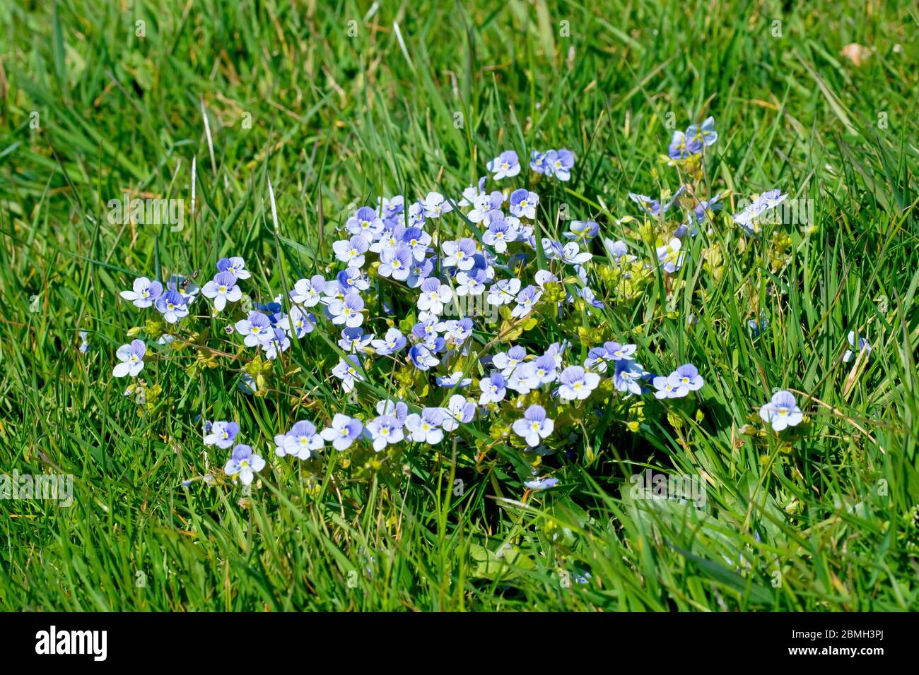 Creeping Speedwell